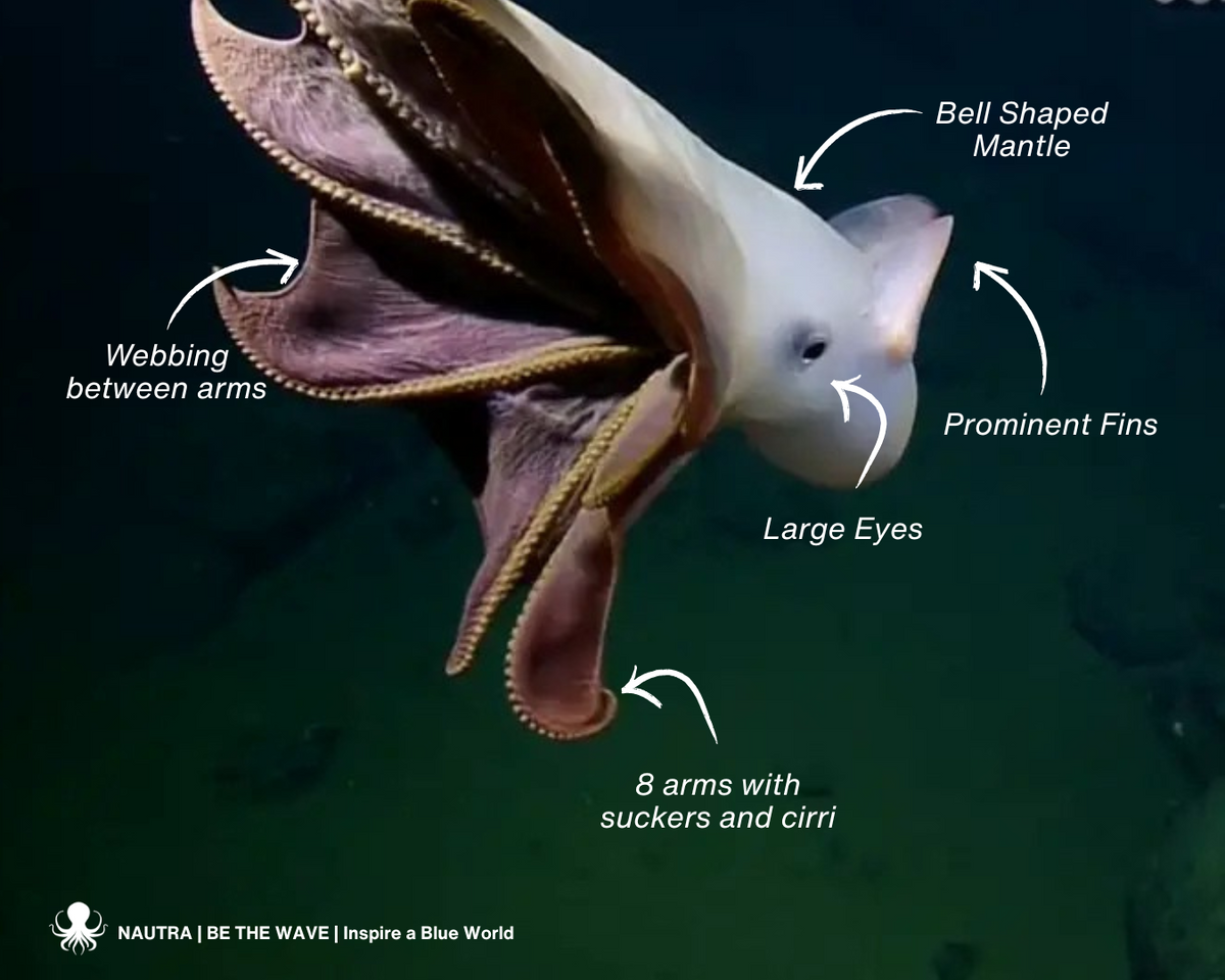 Dumbo Octopus | The Deep-Sea Drifter – NAUTRA