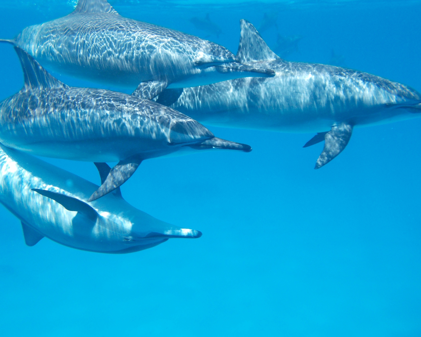 Lesson 1: How Do Whales and Dolphins Use Sound? – NAUTRA