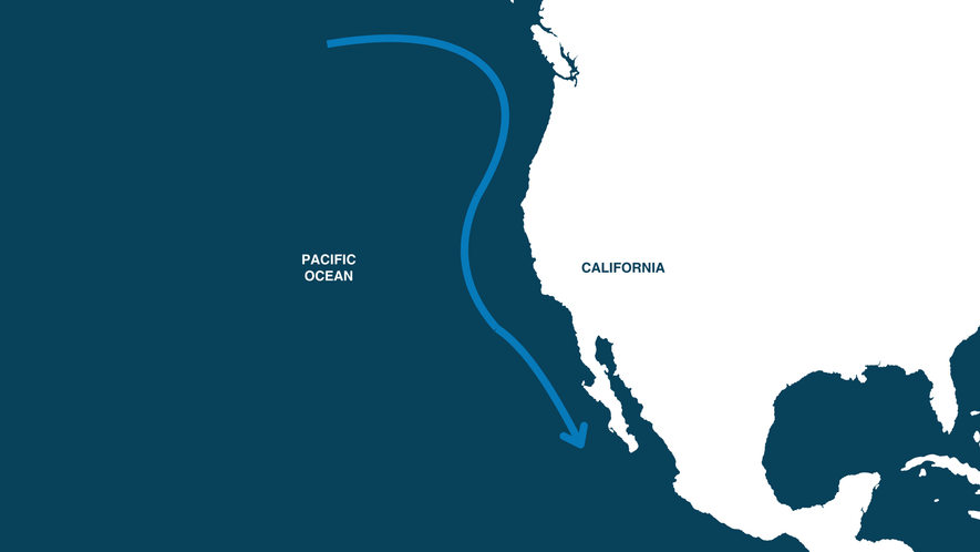 Lesson 2: The Gulf Stream and Global Currents: Why They Matter – NAUTRA