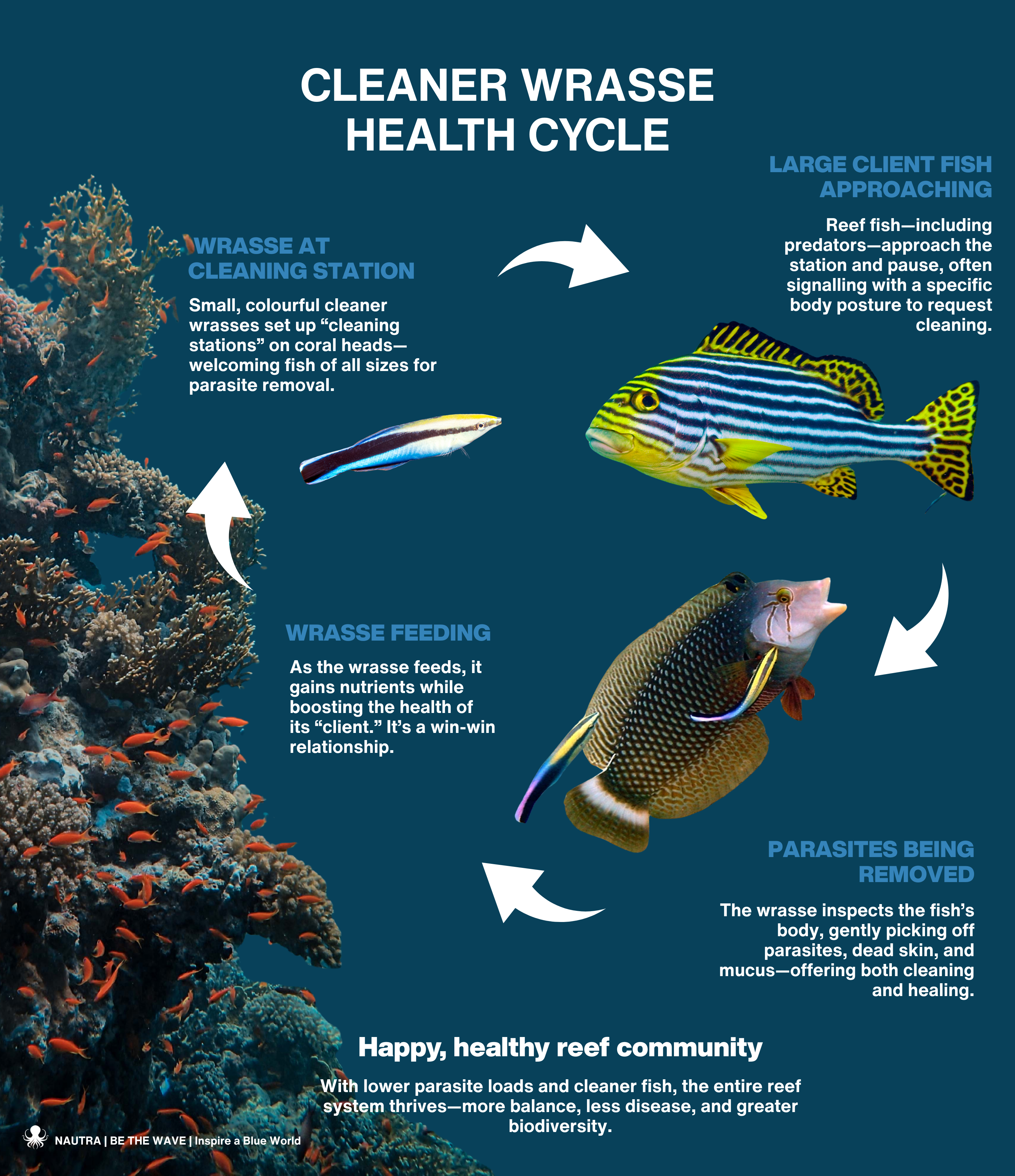 Cleaner Wrasse | The Reef’s Tiny Doctor – NAUTRA