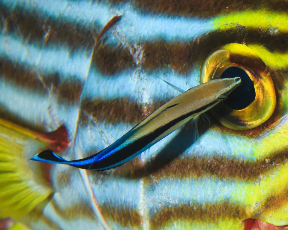 Cleaner Wrasse | The Reef’s Tiny Doctor – NAUTRA