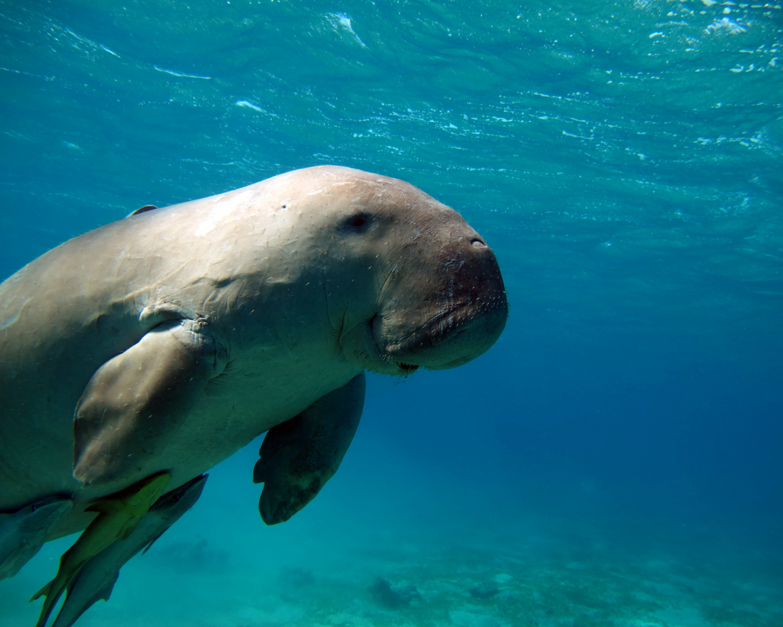 Dugong | The Seagrass Grazer – NAUTRA