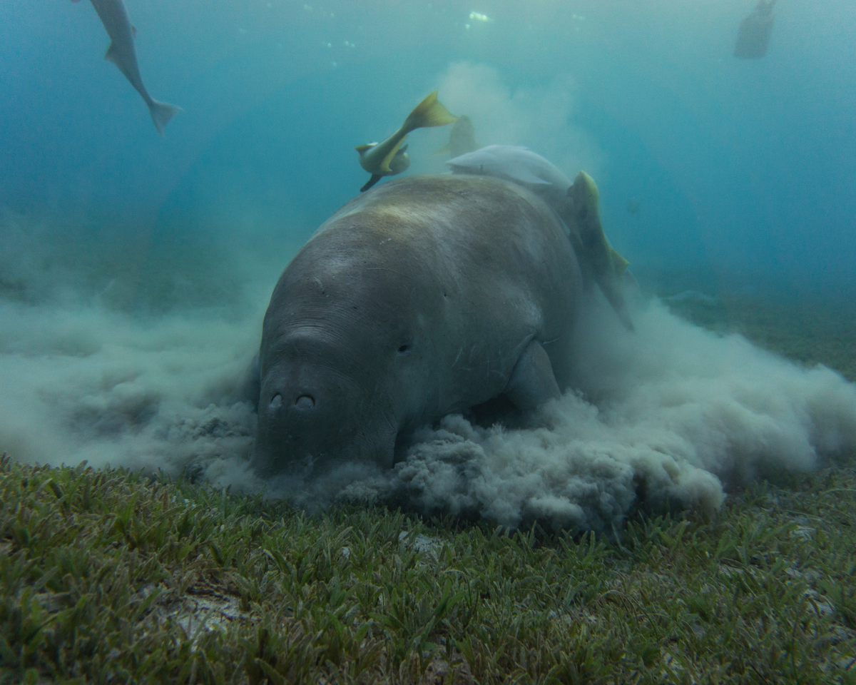 Dugong | The Seagrass Grazer – NAUTRA