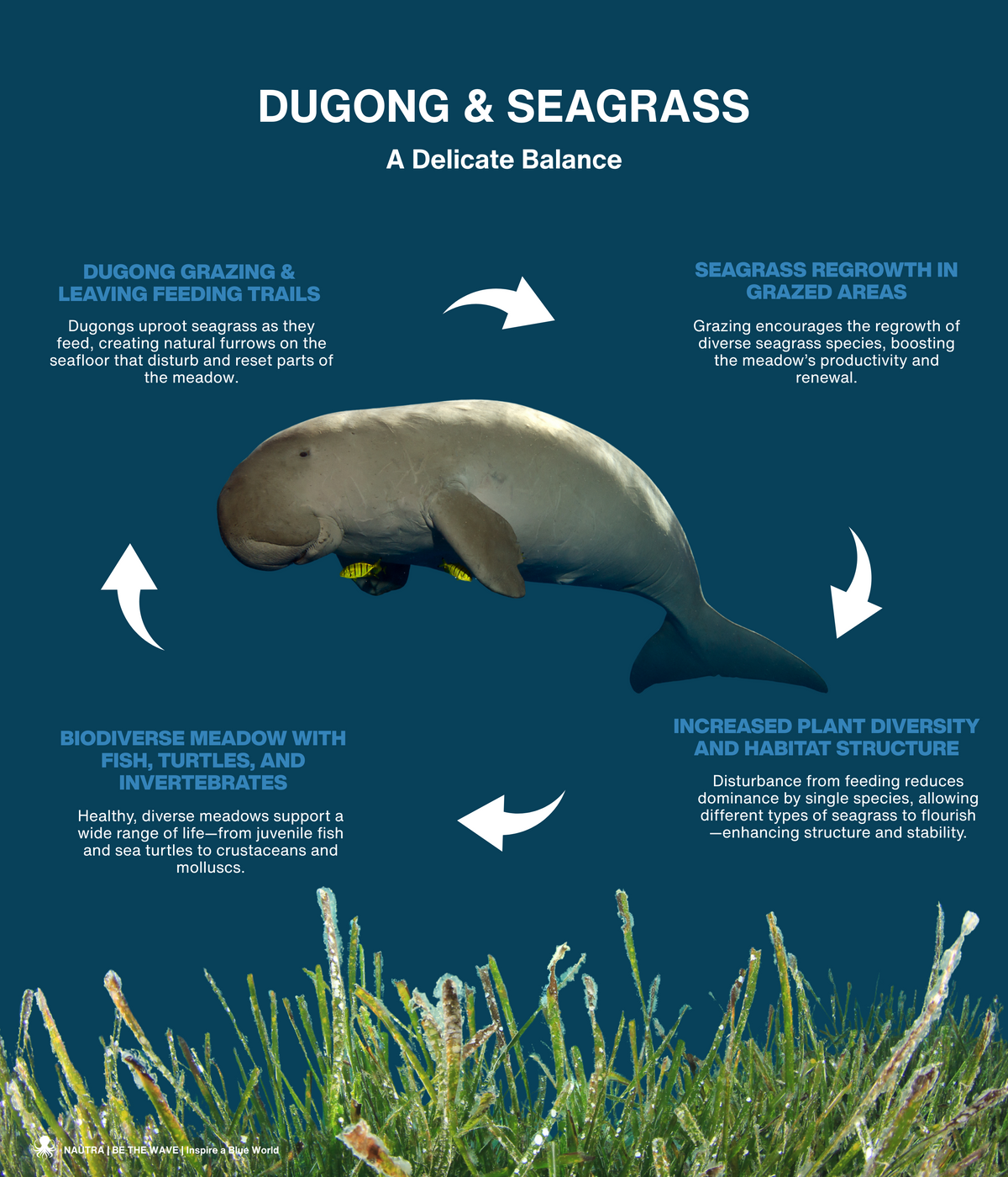 Dugong | The Seagrass Grazer – NAUTRA