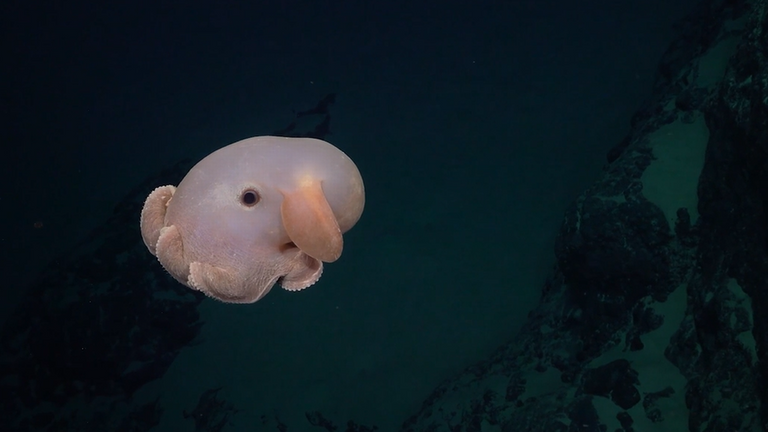 Dumbo Octopus | The Deep-Sea Drifter – NAUTRA