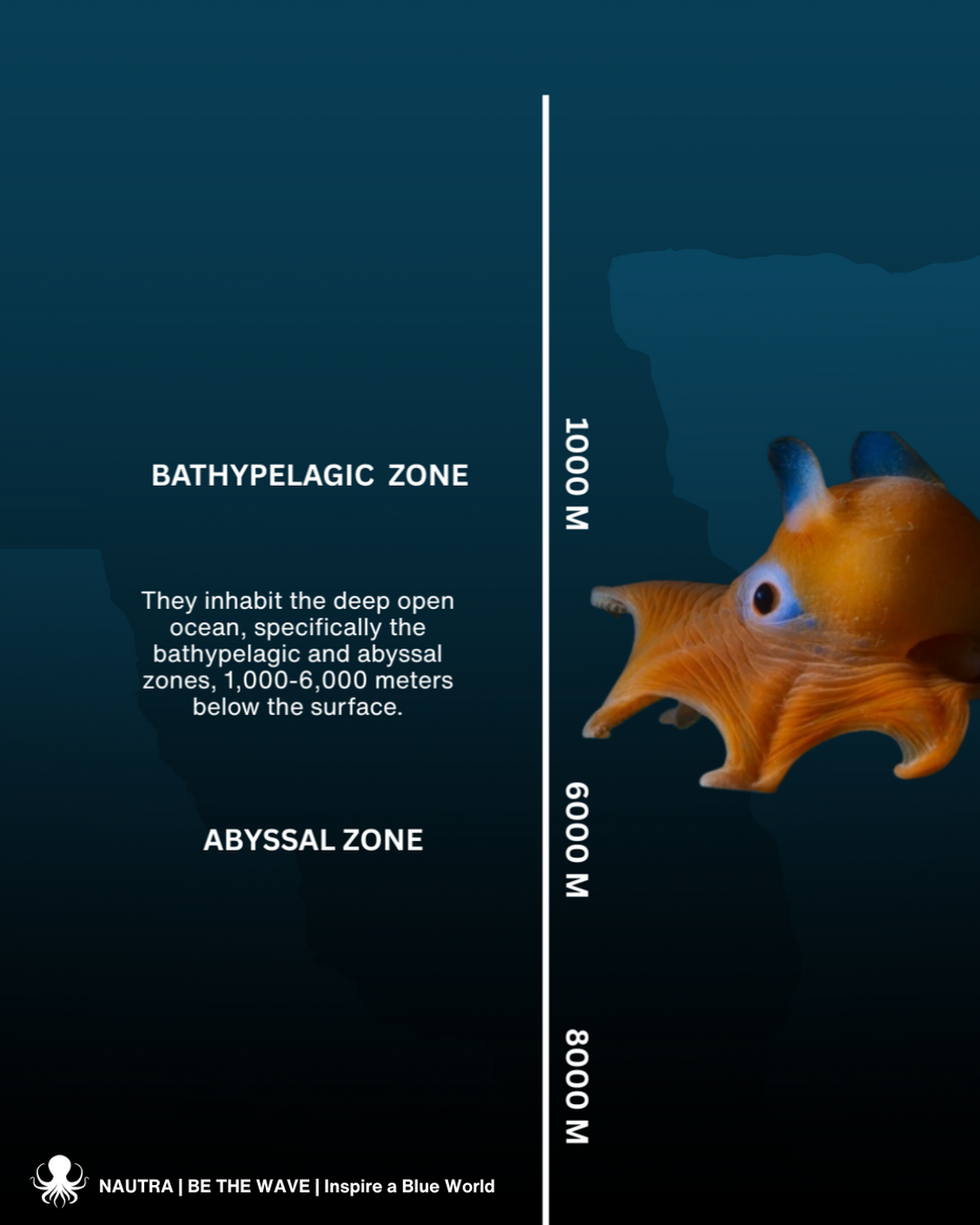 Dumbo Octopus | The Deep-Sea Drifter – NAUTRA