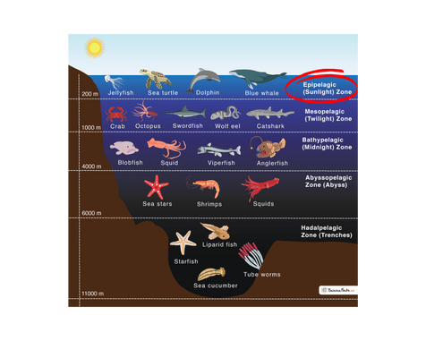 Lesson 4: The Ocean’s Layers – From Sunlit Waters to the Deep Sea – NAUTRA