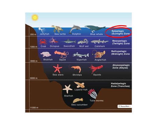 Lesson 4: The Ocean’s Layers – From Sunlit Waters to the Deep Sea – NAUTRA