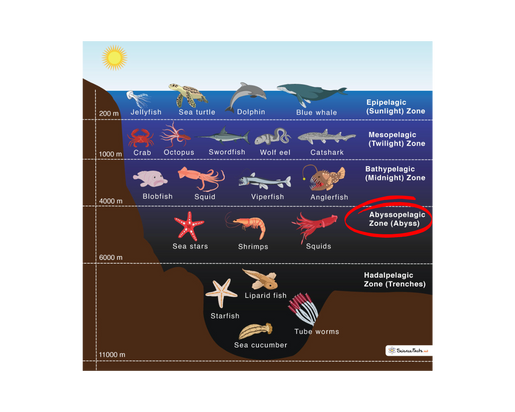 Lesson 4: The Ocean’s Layers – From Sunlit Waters to the Deep Sea – NAUTRA