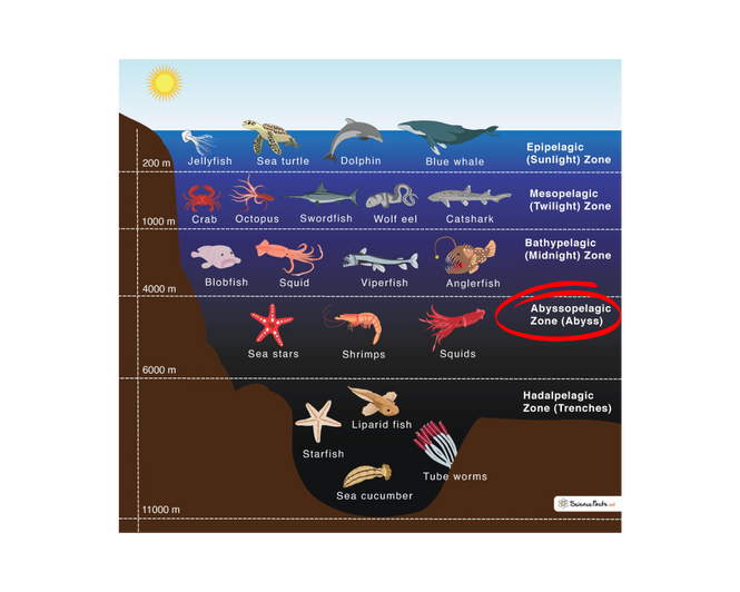 Lesson 4: The Ocean’s Layers – From Sunlit Waters to the Deep Sea – NAUTRA