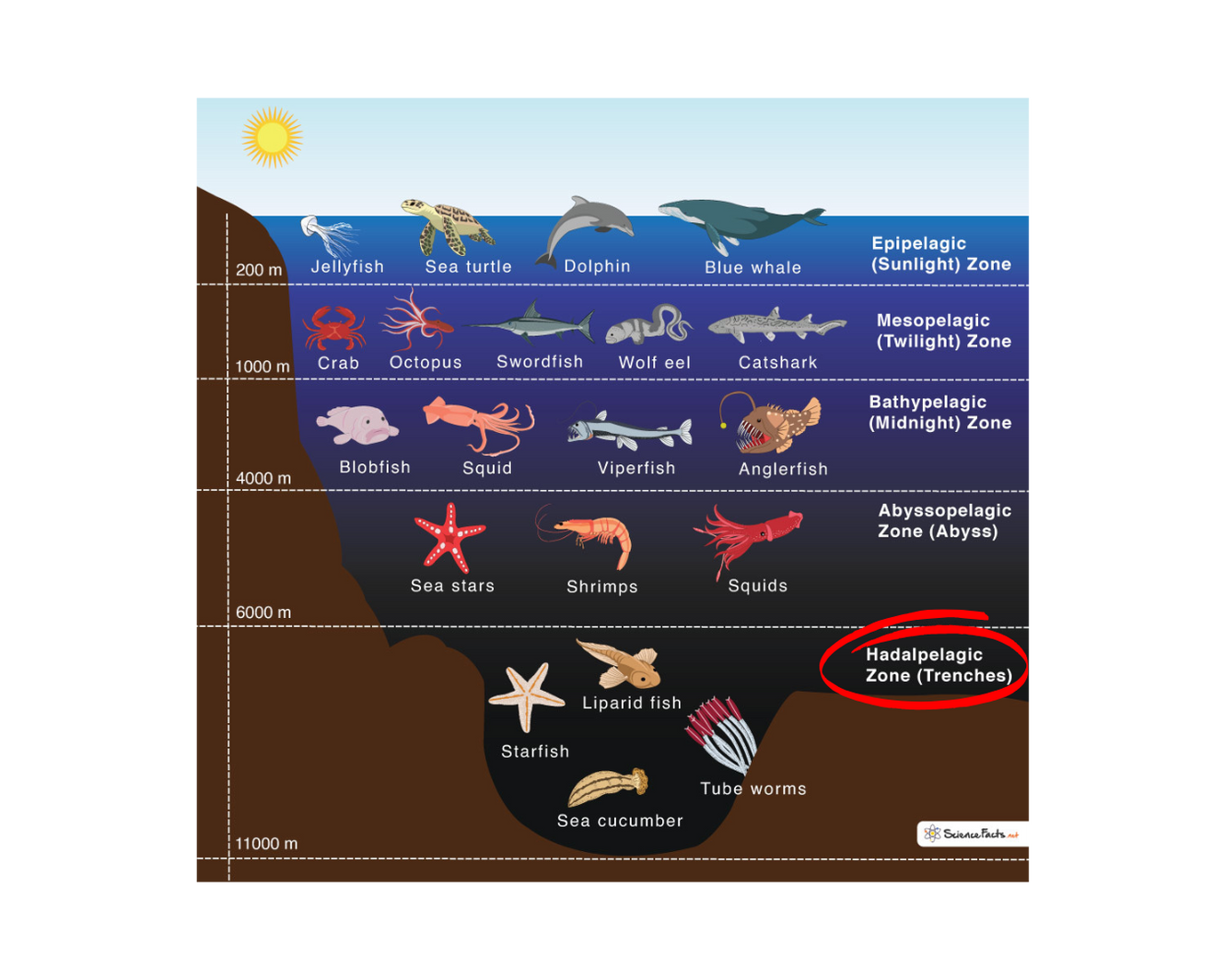 Lesson 4: The Ocean’s Layers – From Sunlit Waters to the Deep Sea – NAUTRA