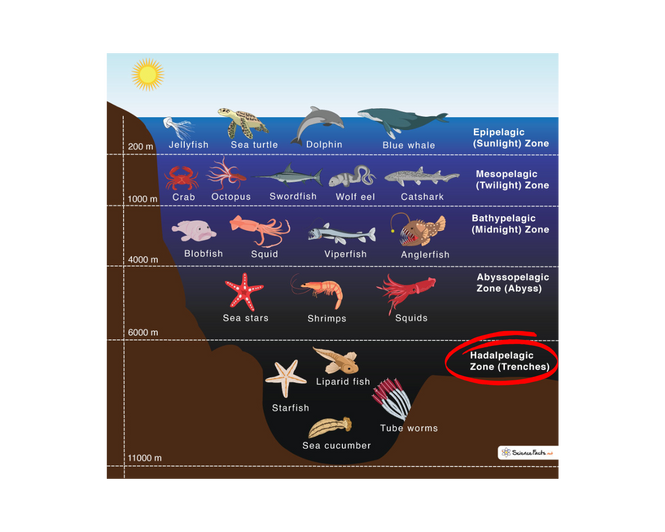 Lesson 4: The Ocean’s Layers – From Sunlit Waters to the Deep Sea – NAUTRA