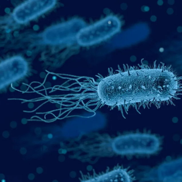 Lesson 3: Food Webs: Who Eats Who in the Ocean? – NAUTRA