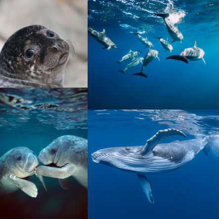 Lesson 1: What Is Marine Life? – NAUTRA