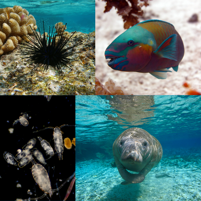 Lesson 3: Food Webs: Who Eats Who in the Ocean? – NAUTRA