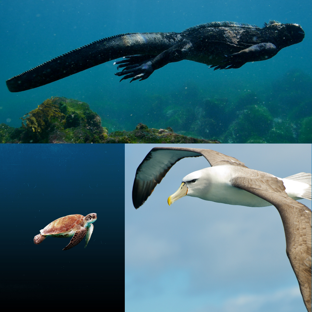 Lesson 1: What Is Marine Life? – NAUTRA