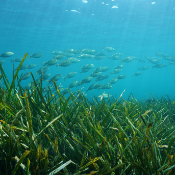 Lesson 1: What Are Marine Ecosystems? – NAUTRA