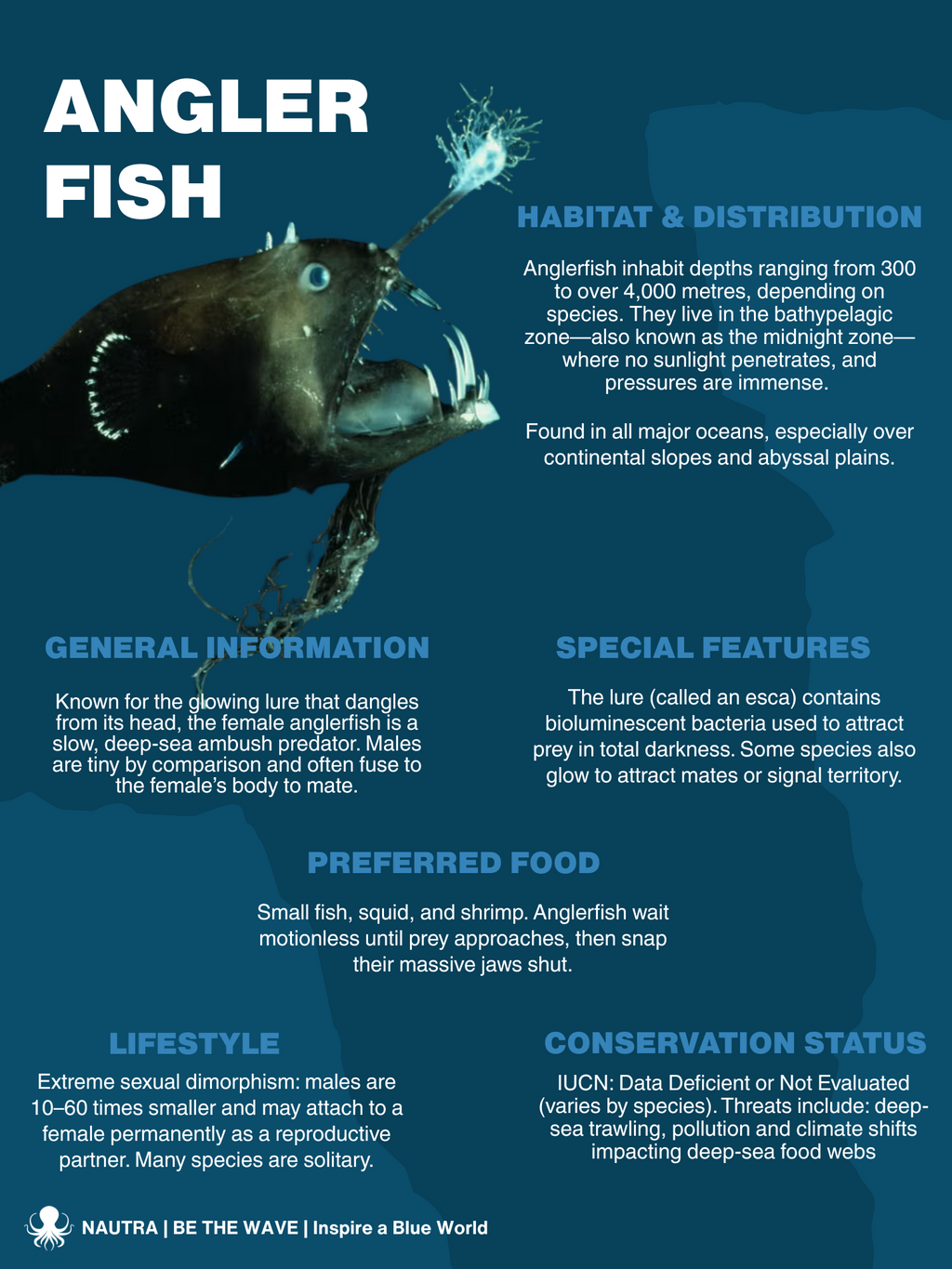 Anglerfish | The Lure of Darkness – NAUTRA