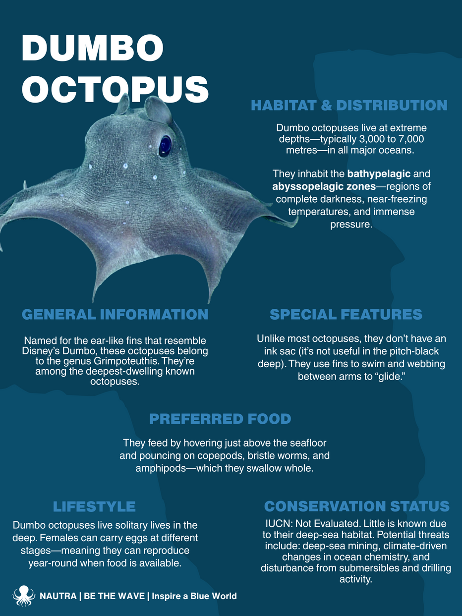 Dumbo Octopus | The Deep-Sea Drifter – NAUTRA