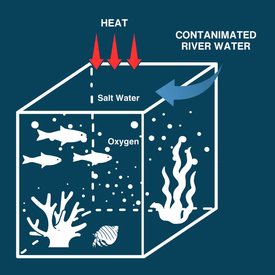 Lesson 4: What Are "Dead Zones" and Why Do They Happen? – NAUTRA