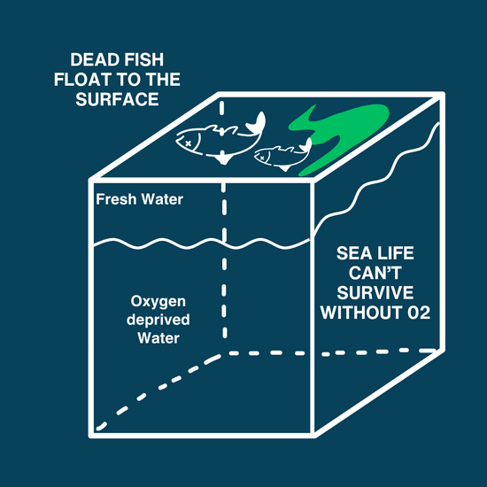 Lesson 4: What Are "Dead Zones" and Why Do They Happen? – NAUTRA
