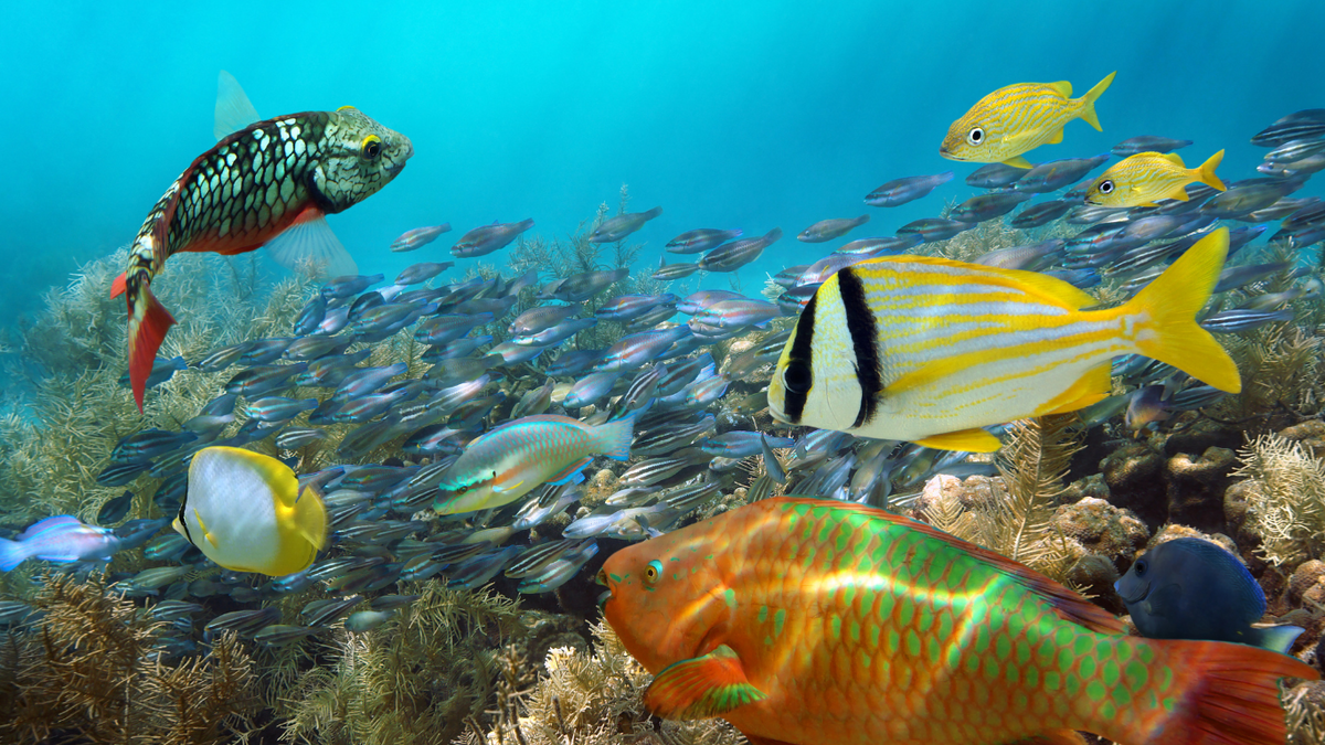 Lesson 2: The Gulf Stream and Global Currents: Why They Matter – NAUTRA