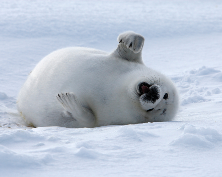 Lesson 3: How Do Animals Like Polar Bears and Penguins Survive the Col ...