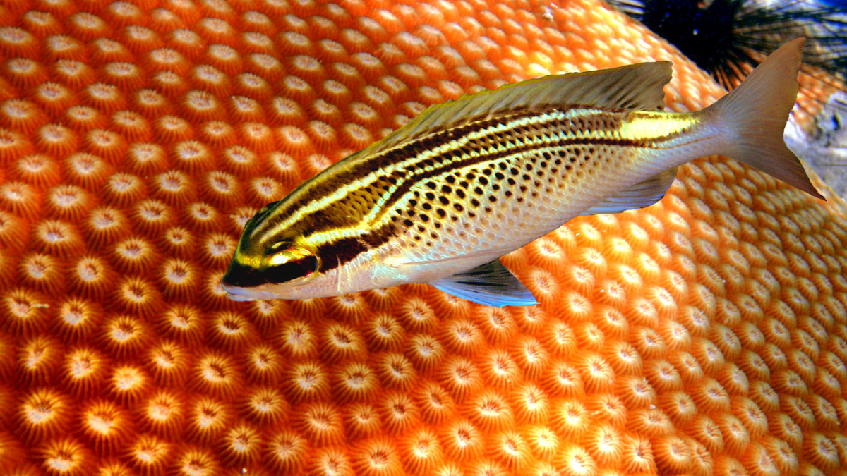 Cleaner Wrasse | The Reef’s Tiny Doctor – NAUTRA