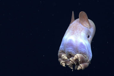 Dumbo Octopus | The Deep-Sea Drifter – NAUTRA