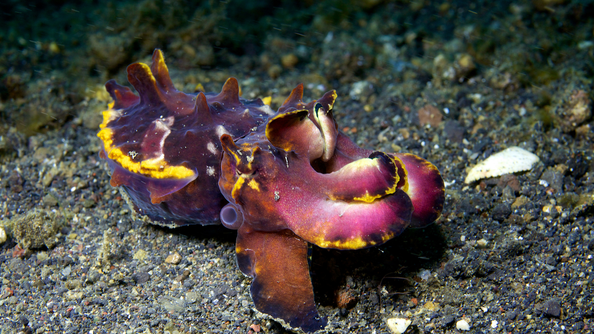 Dumbo Octopus | The Deep-Sea Drifter – NAUTRA