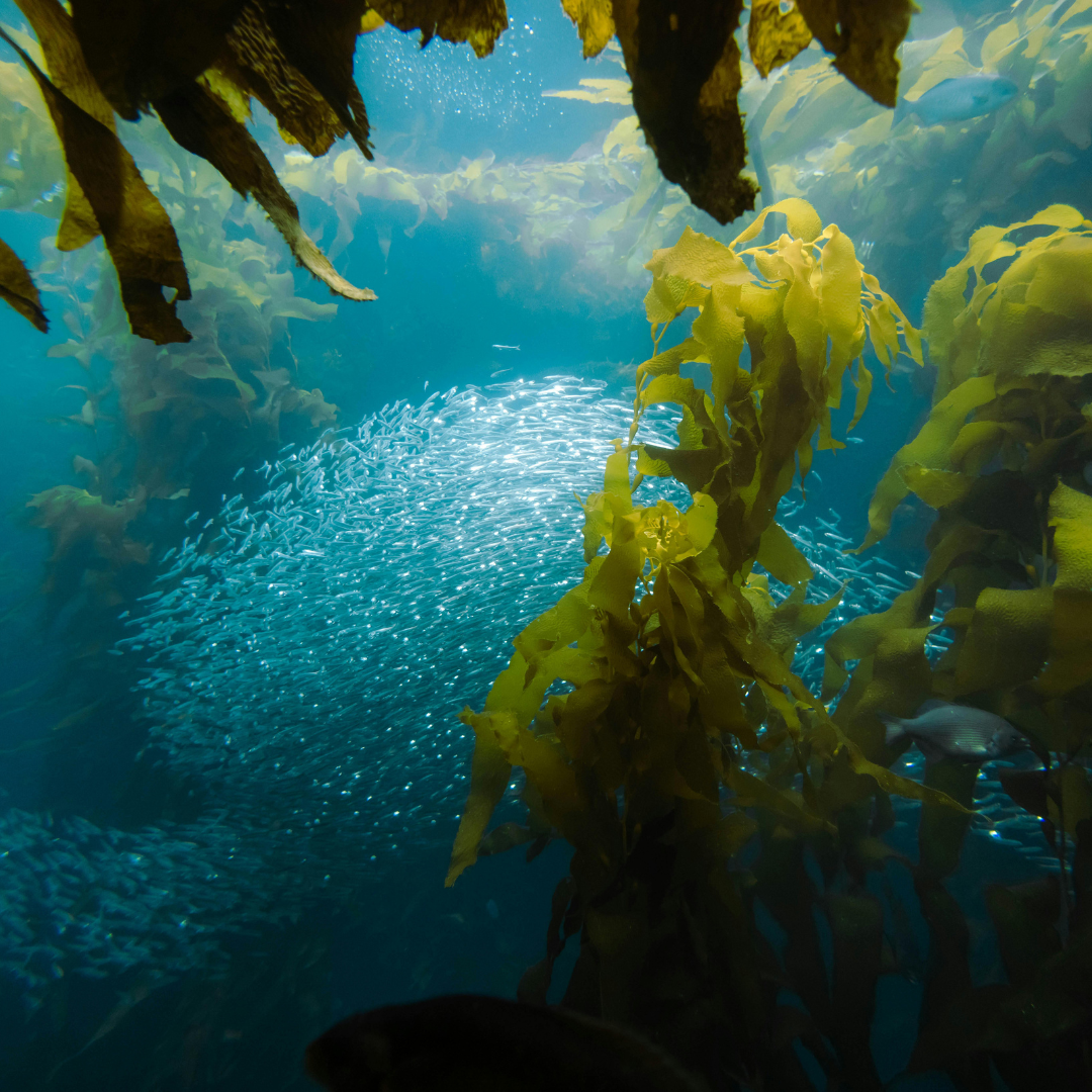 Lesson 1: What Are Marine Ecosystems? – NAUTRA