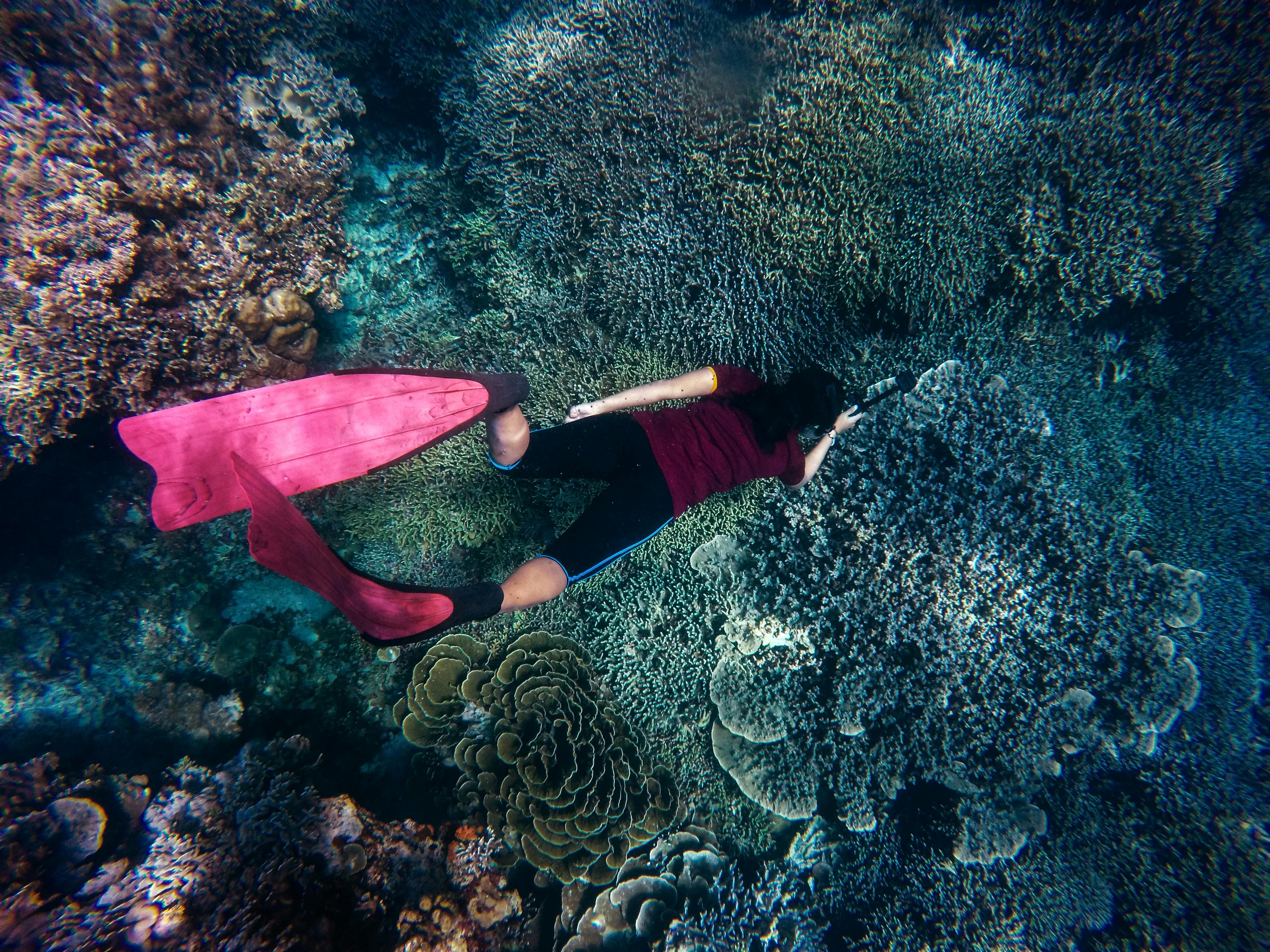 Lesson 4: Why Are Coral Reefs Called the “Rainforests of the Sea”? – NAUTRA